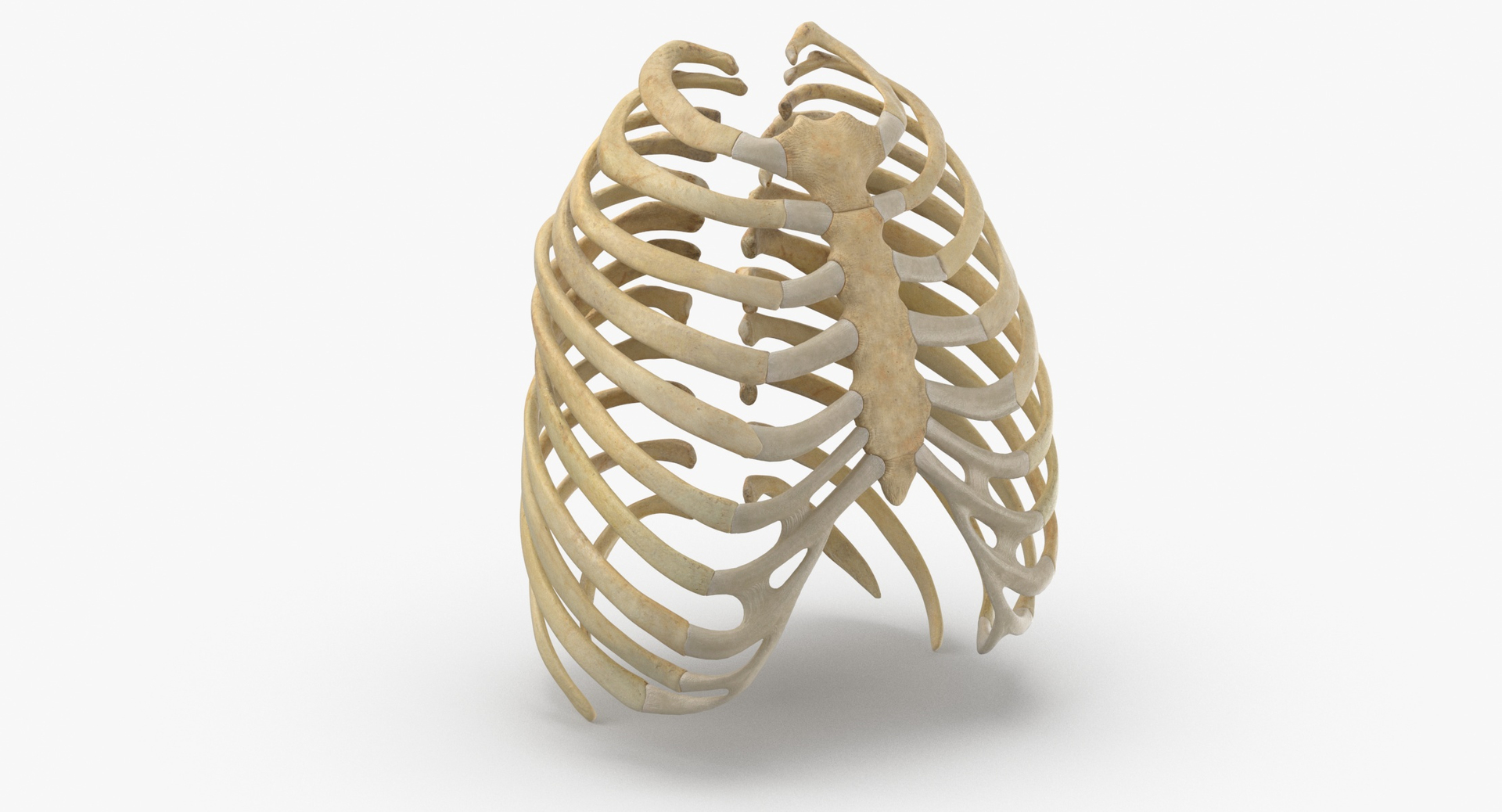 3D real human rib cage - TurboSquid 1637728