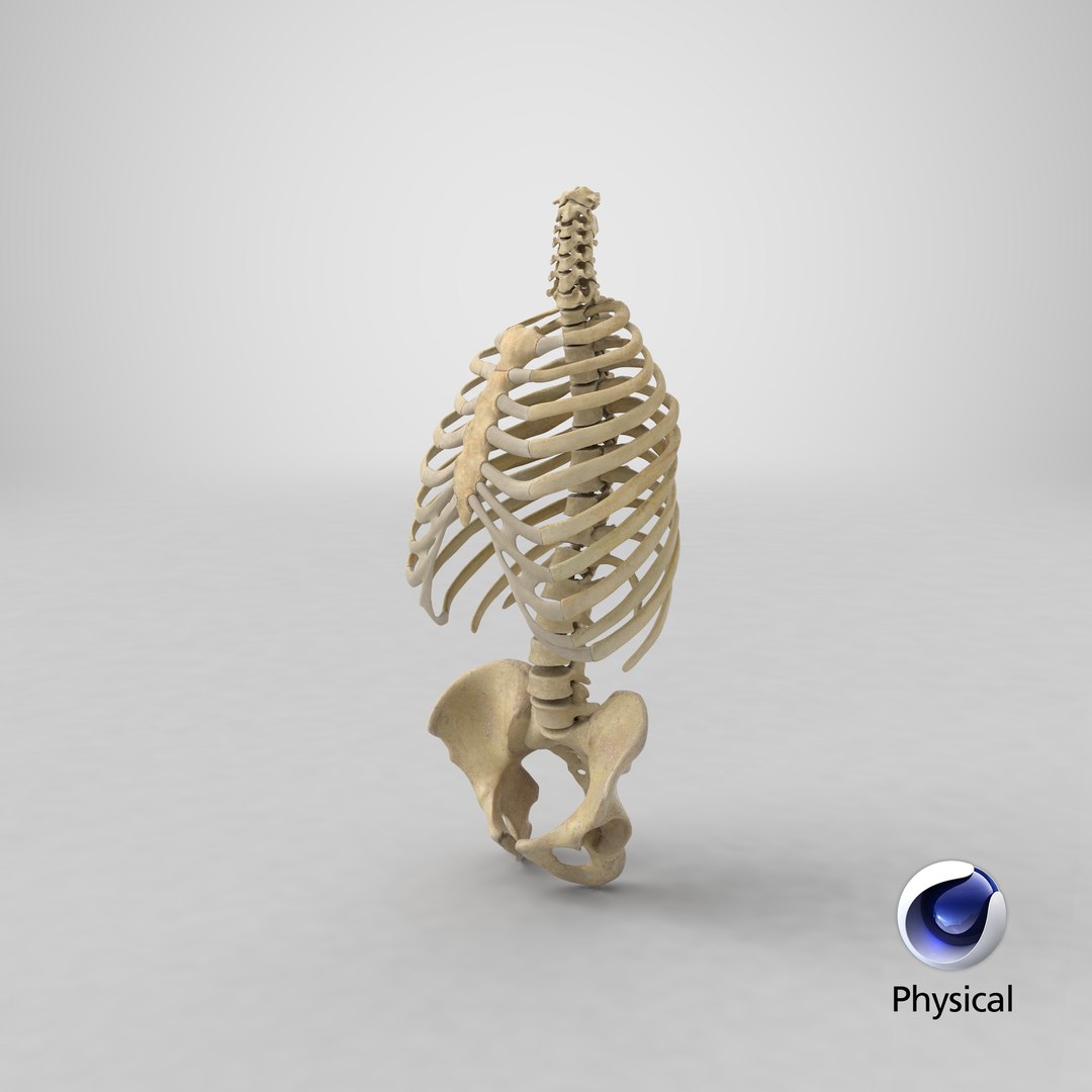 3D real human rib cage - TurboSquid 1637728