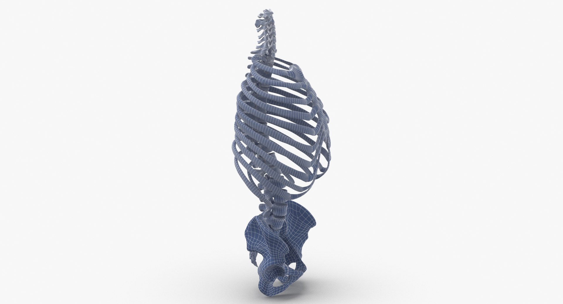 3D real human rib cage - TurboSquid 1637728
