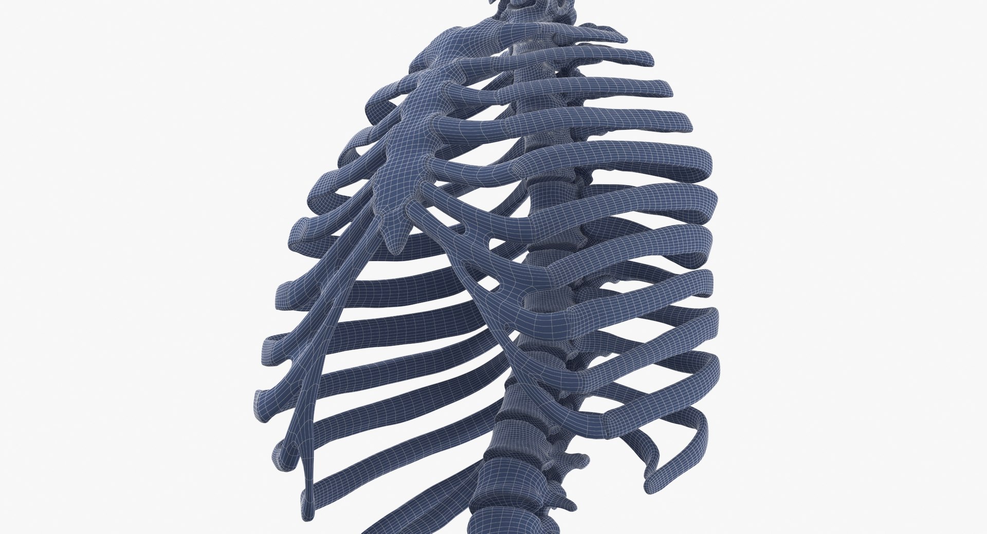 3D real human rib cage - TurboSquid 1637728