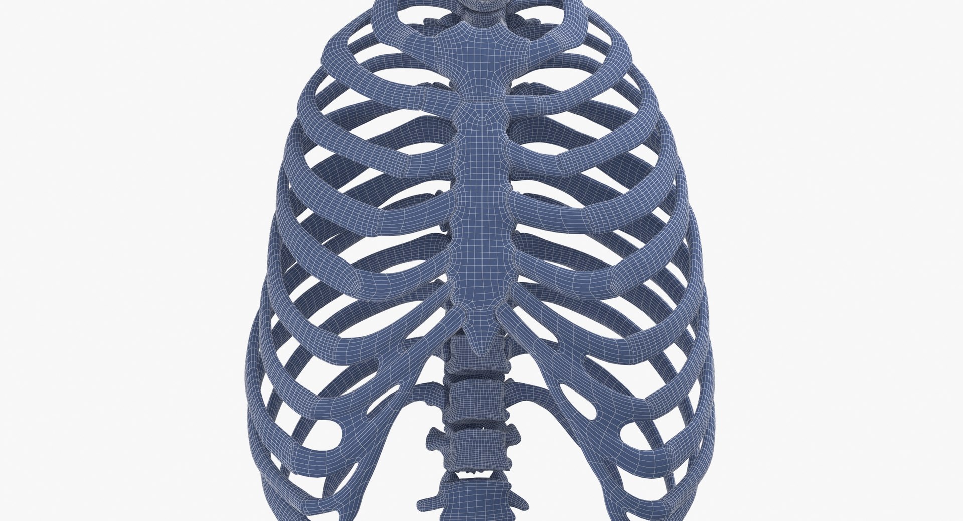 3D real human rib cage - TurboSquid 1637728