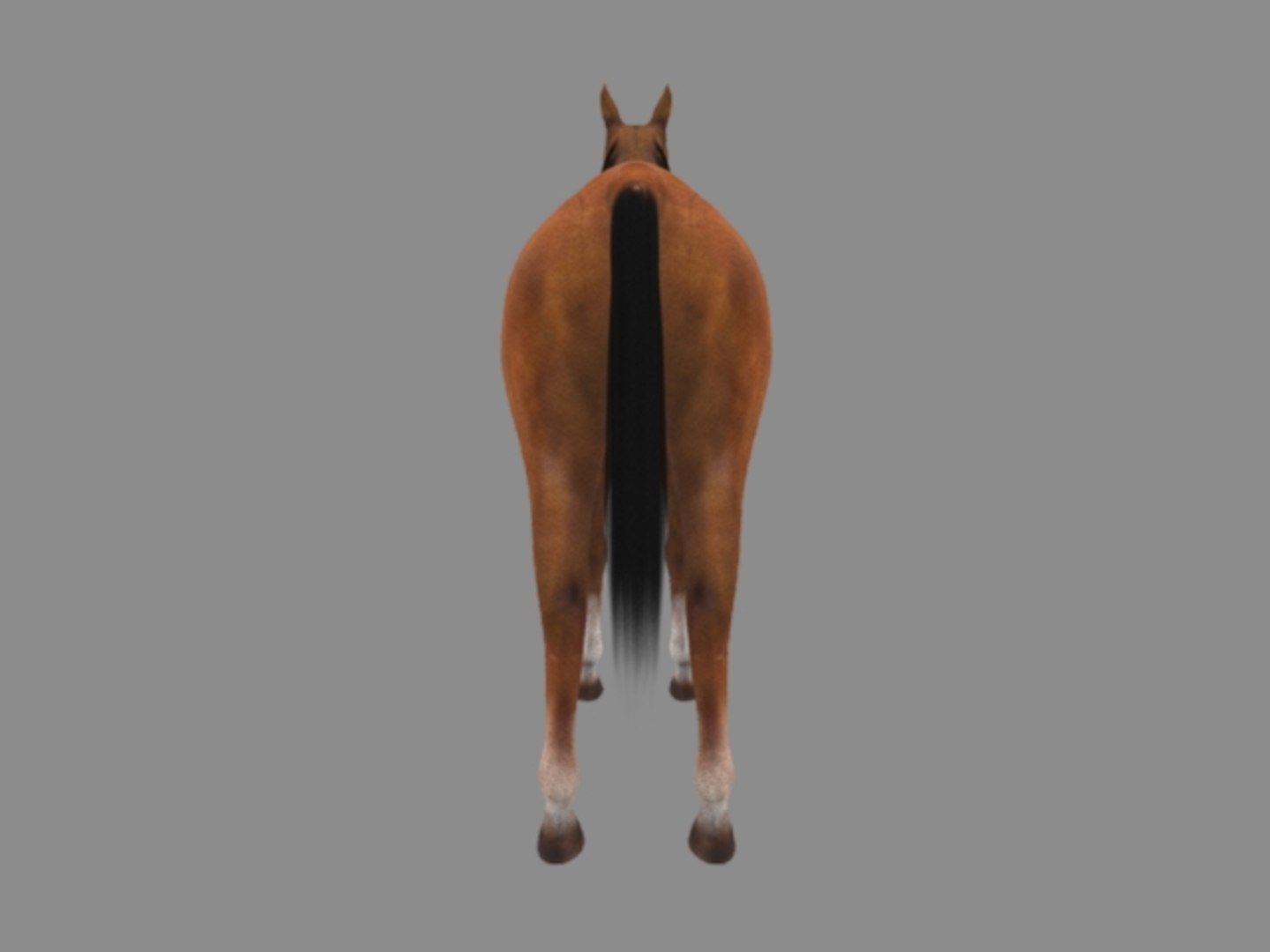 3D Animal Teeth Model - TurboSquid 1391694