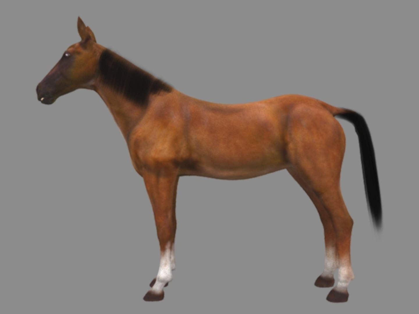 3D Animal Teeth Model - TurboSquid 1391694