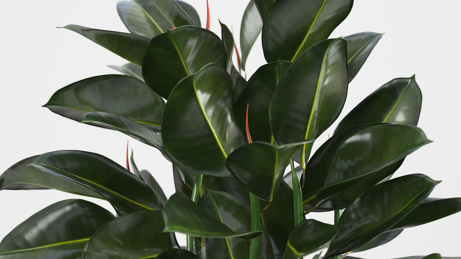 Ficus 3D - TurboSquid 1509016