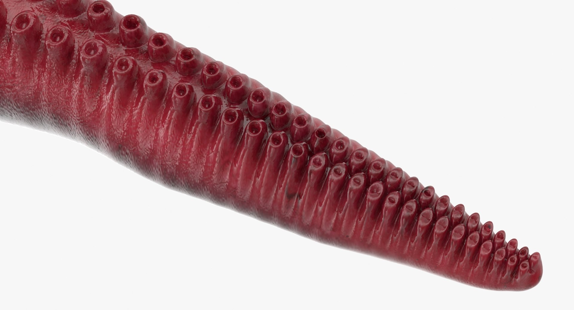 3d Tentacle Realistic