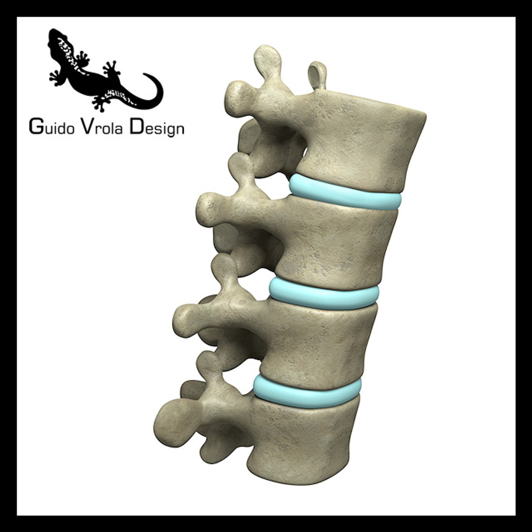 3d Model Human Lumbar Vertebrae