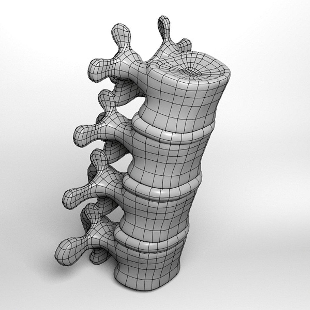 3d Model Human Lumbar Vertebrae