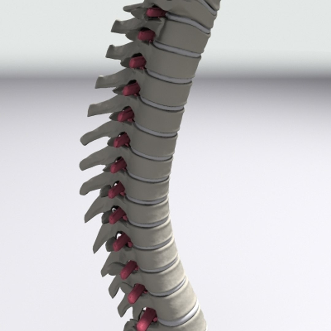 Human Spinal Column 3d Model
