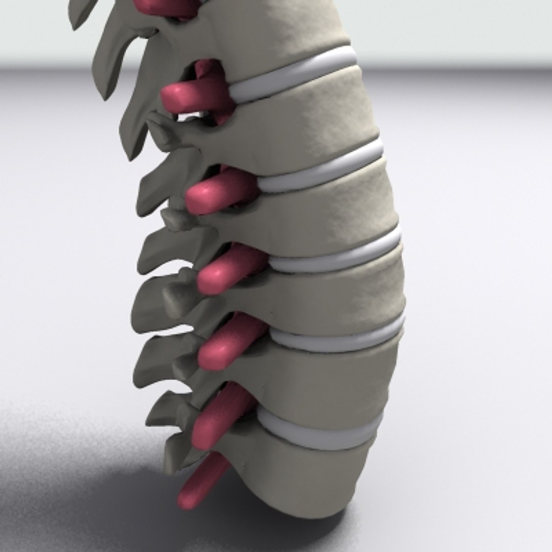 Human Spinal Column 3d Model