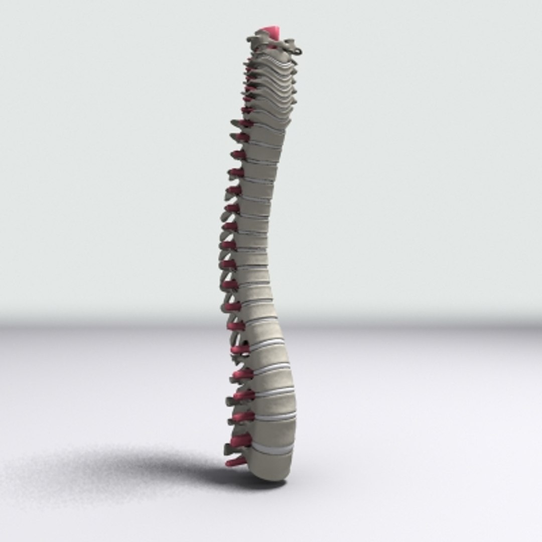 Human Spinal Column 3d Model