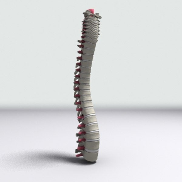 human spinal column 3d model