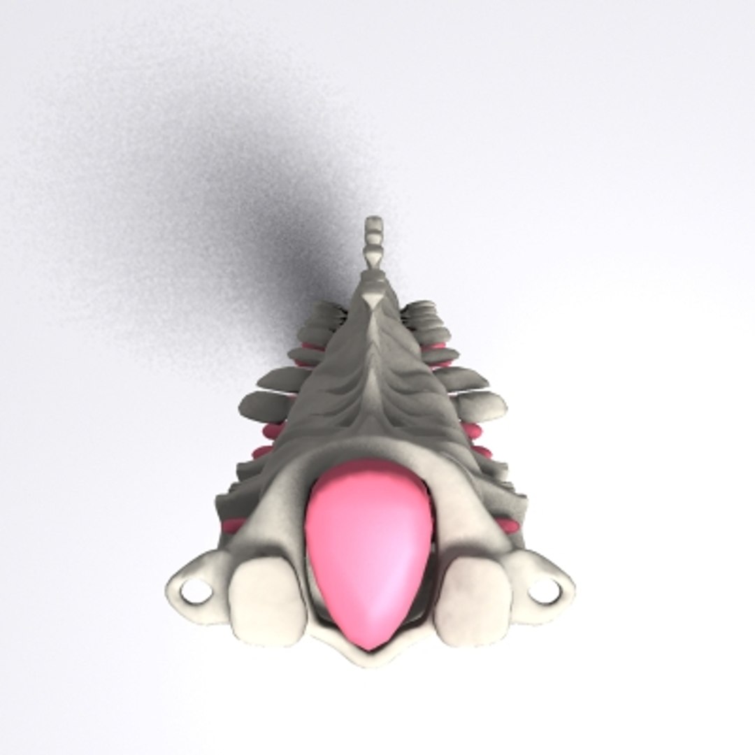 Human Spinal Column 3d Model