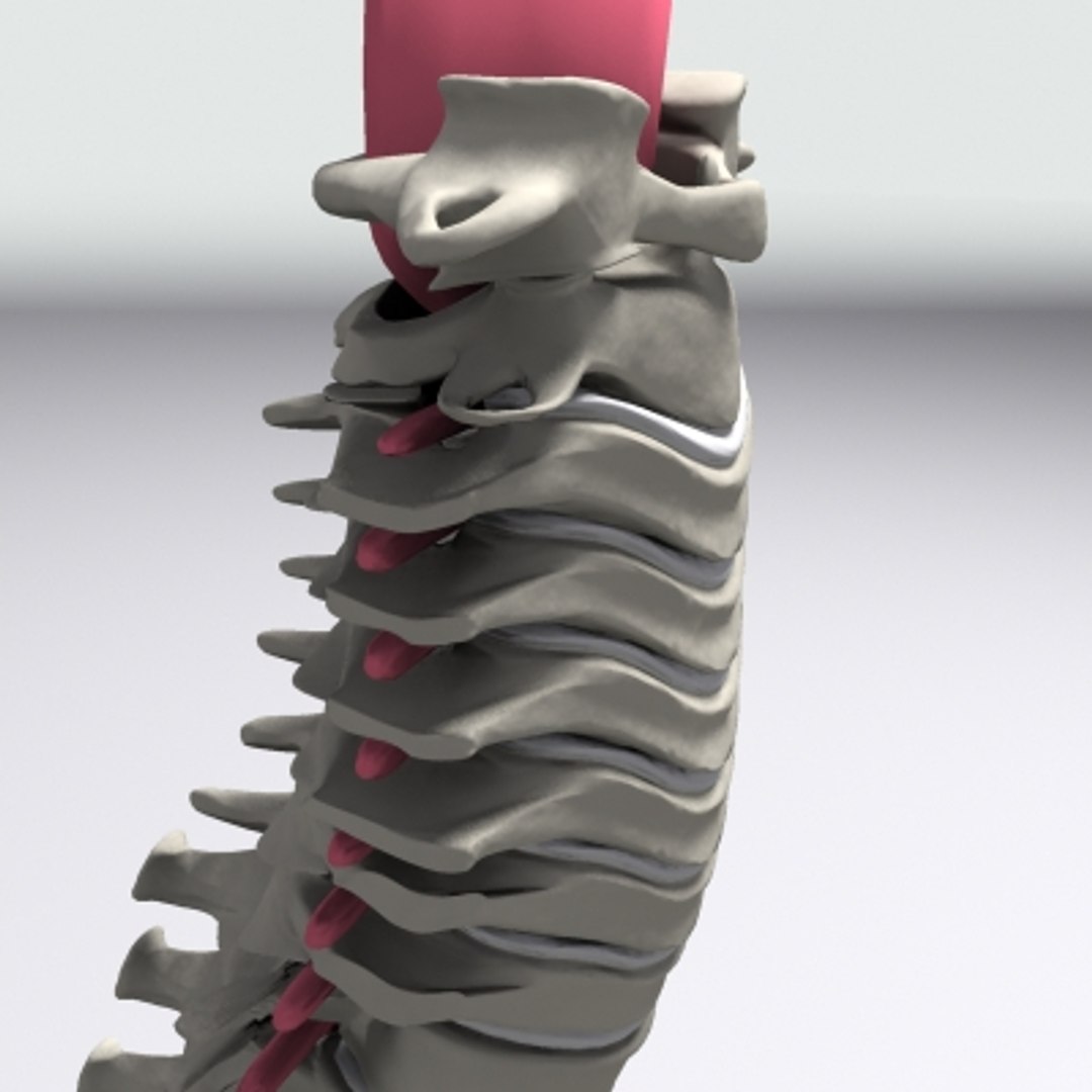 Human Spinal Column 3d Model