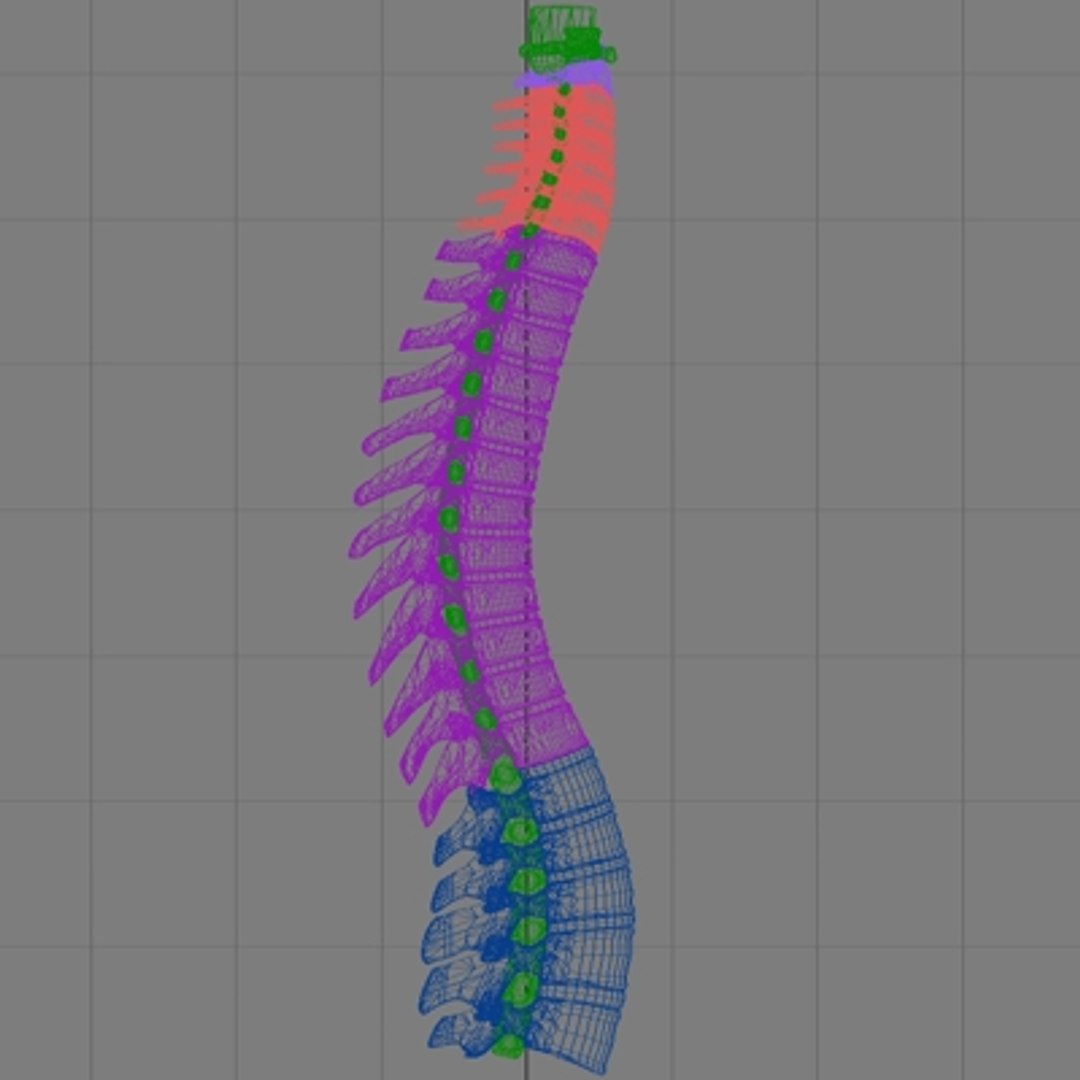 Human Spinal Column 3d Model
