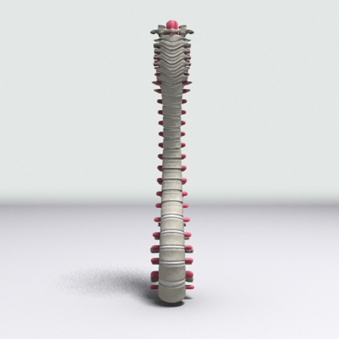Human Spinal Column 3d Model
