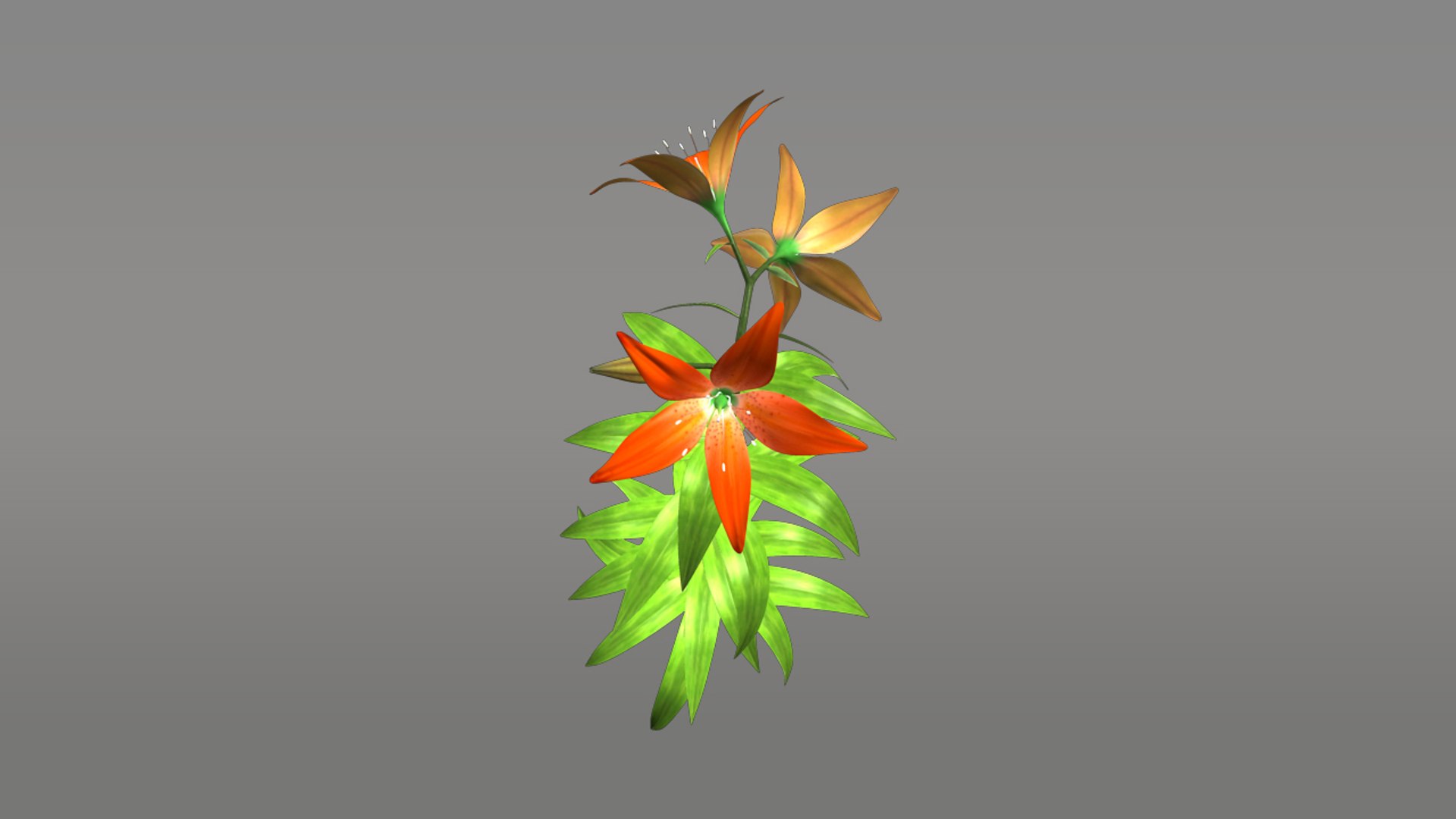 3d double flowering model