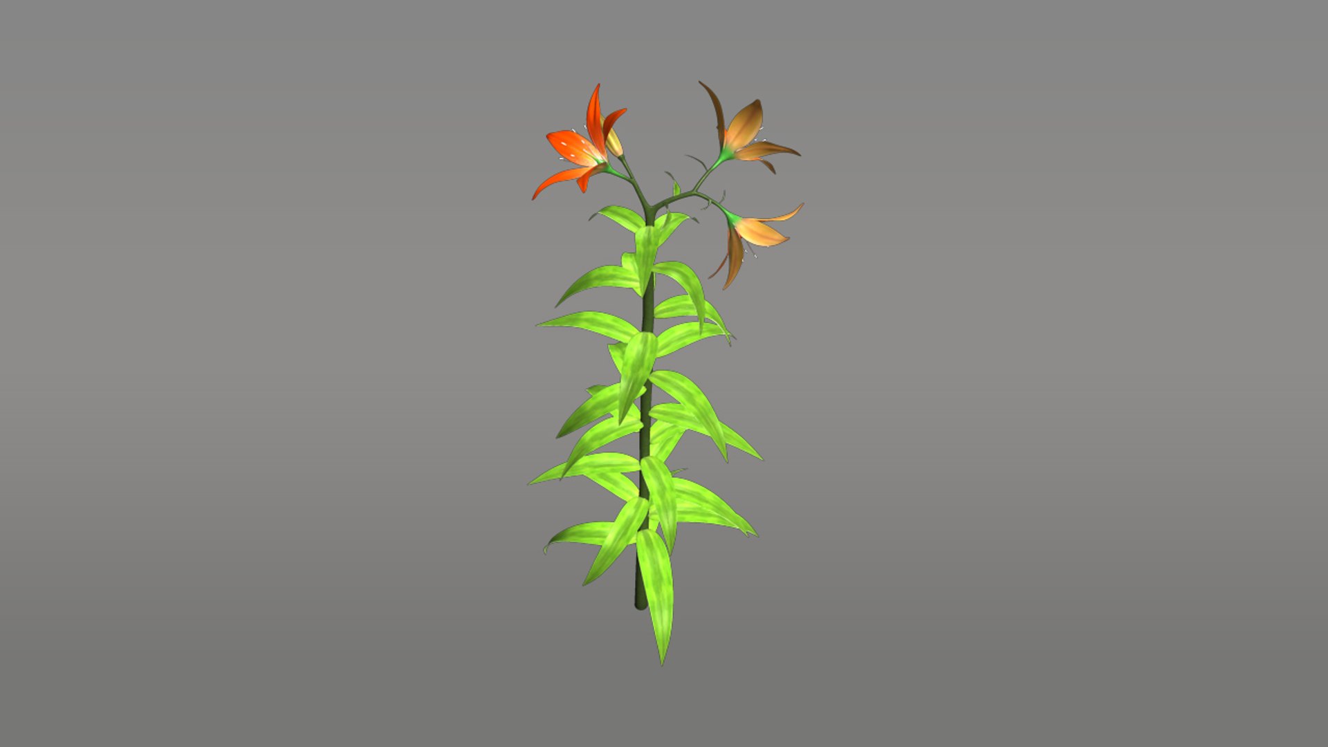 3d double flowering model