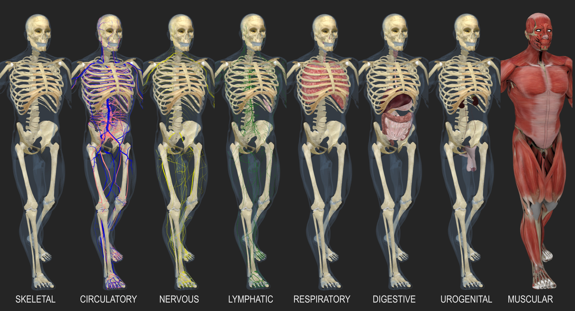 Ultimate Complete Rigged Male 3D - TurboSquid 1338056