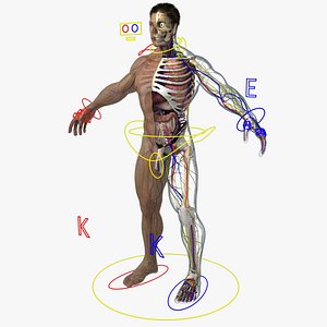 Complete Male Anatomy Unity Models for Download | TurboSquid