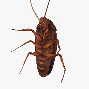 3D Metamorphosis Models | TurboSquid