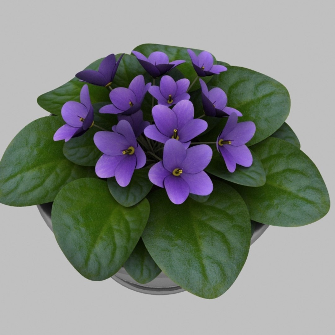 Max Flower