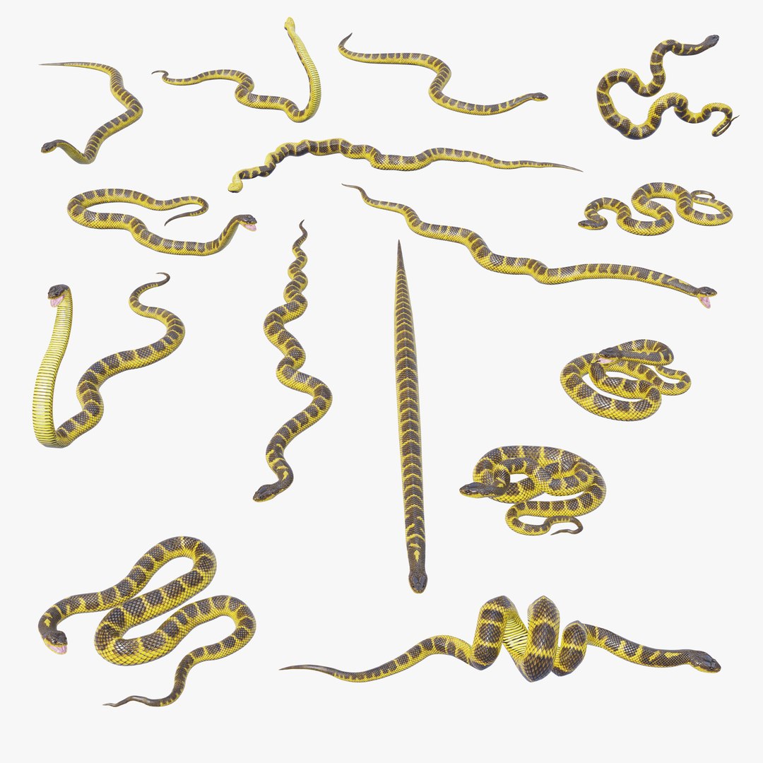 3D Tiger Snake - Static Poses - TurboSquid 2020578