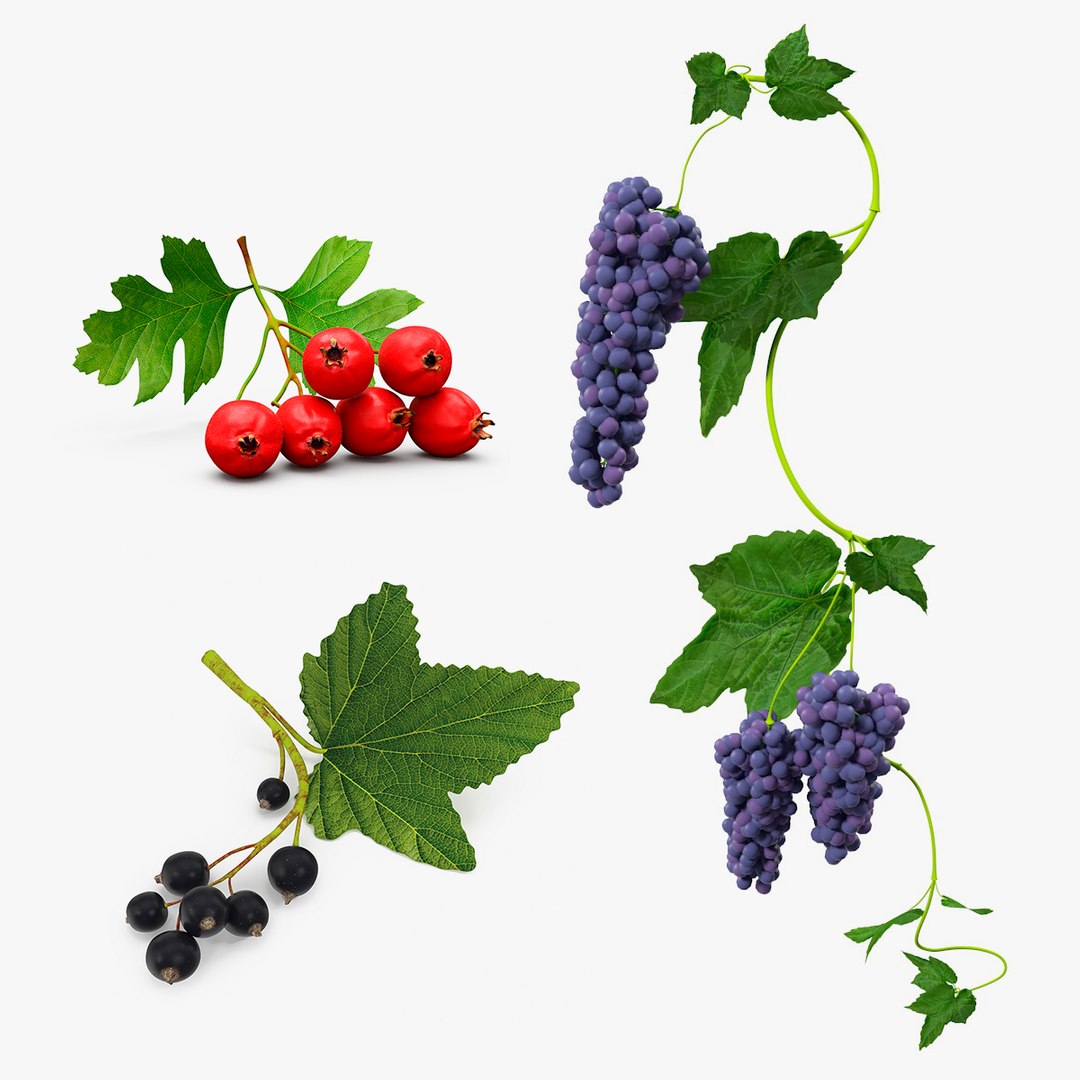 3D Berry Branches Collection 2 model - TurboSquid 2062476