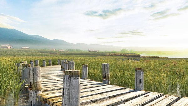 Rice Field 3D Models for Download | TurboSquid