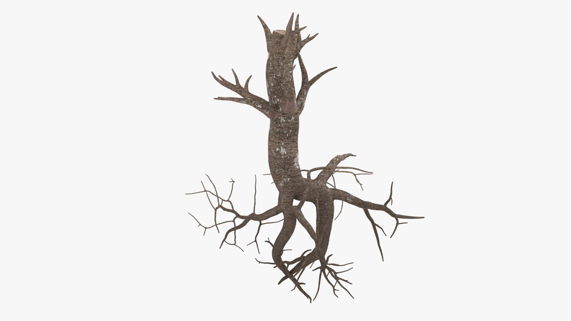 Tree Root 03 3D - TurboSquid 2148518