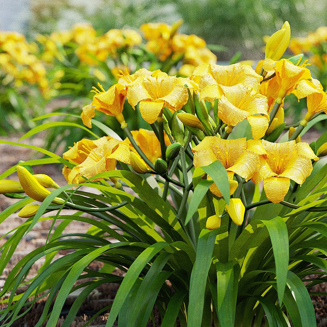 Hemerocallis Hybrida Stella De Oro Model - TurboSquid 2090480