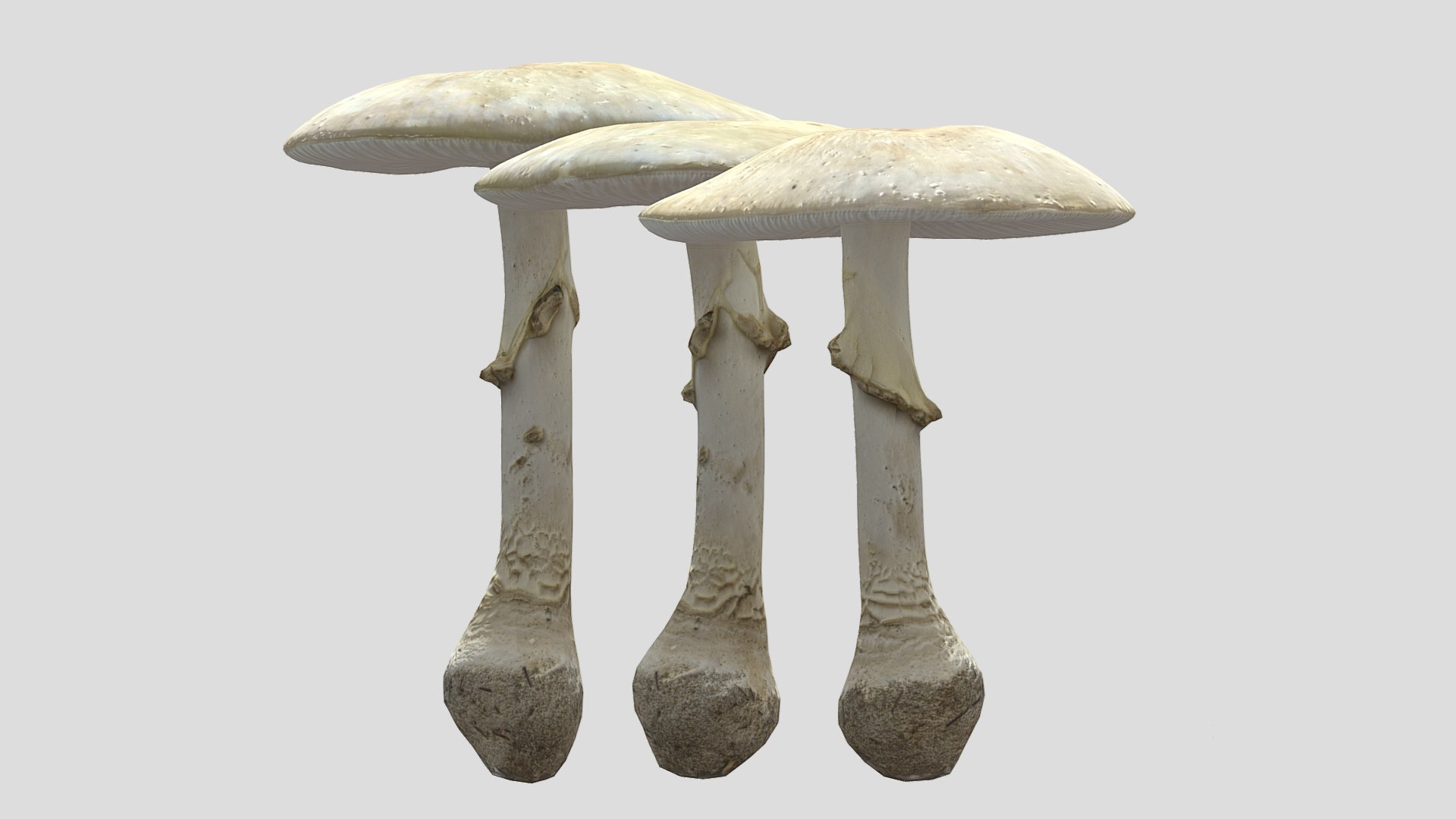 Mushroom Death Cap Low Poly 3D - TurboSquid 2366310