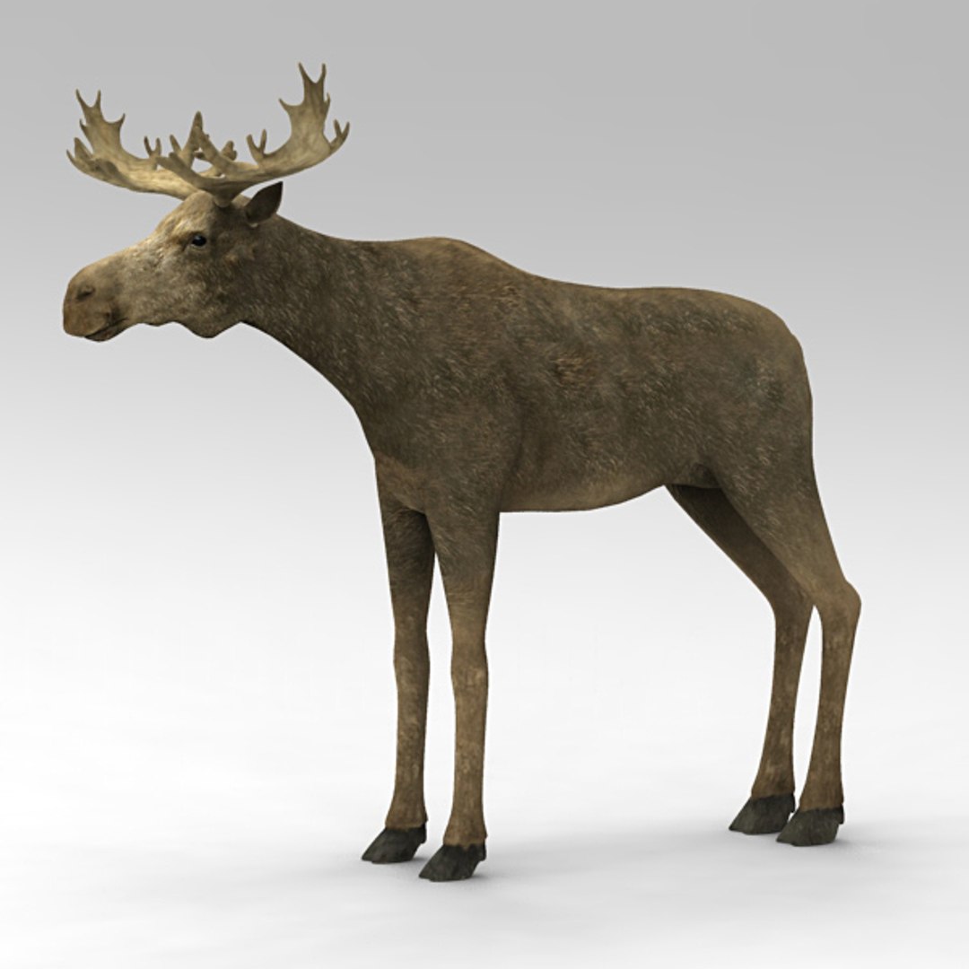 3d Model Moose Animals