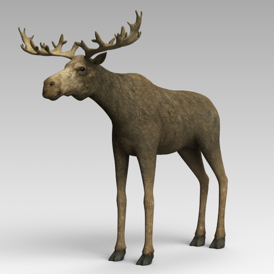 3d Model Moose Animals