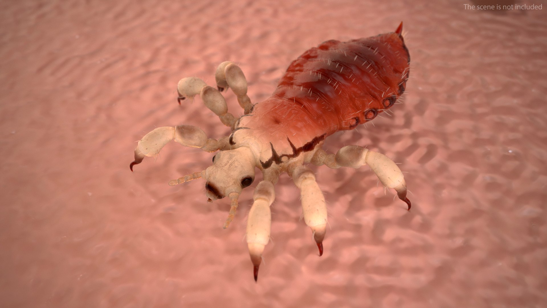 Parasitic Insect Louse With Blood Rigged For Cinema 4D 3D Model ...