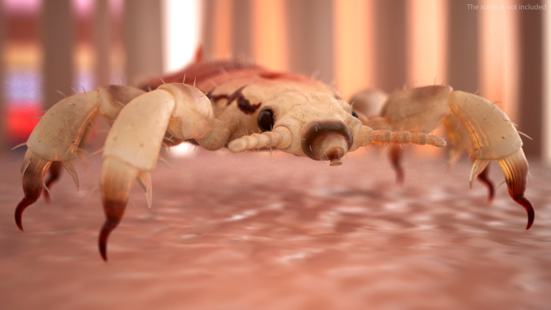 Parasitic Insect Louse With Blood Rigged For Cinema 4D 3D Model ...