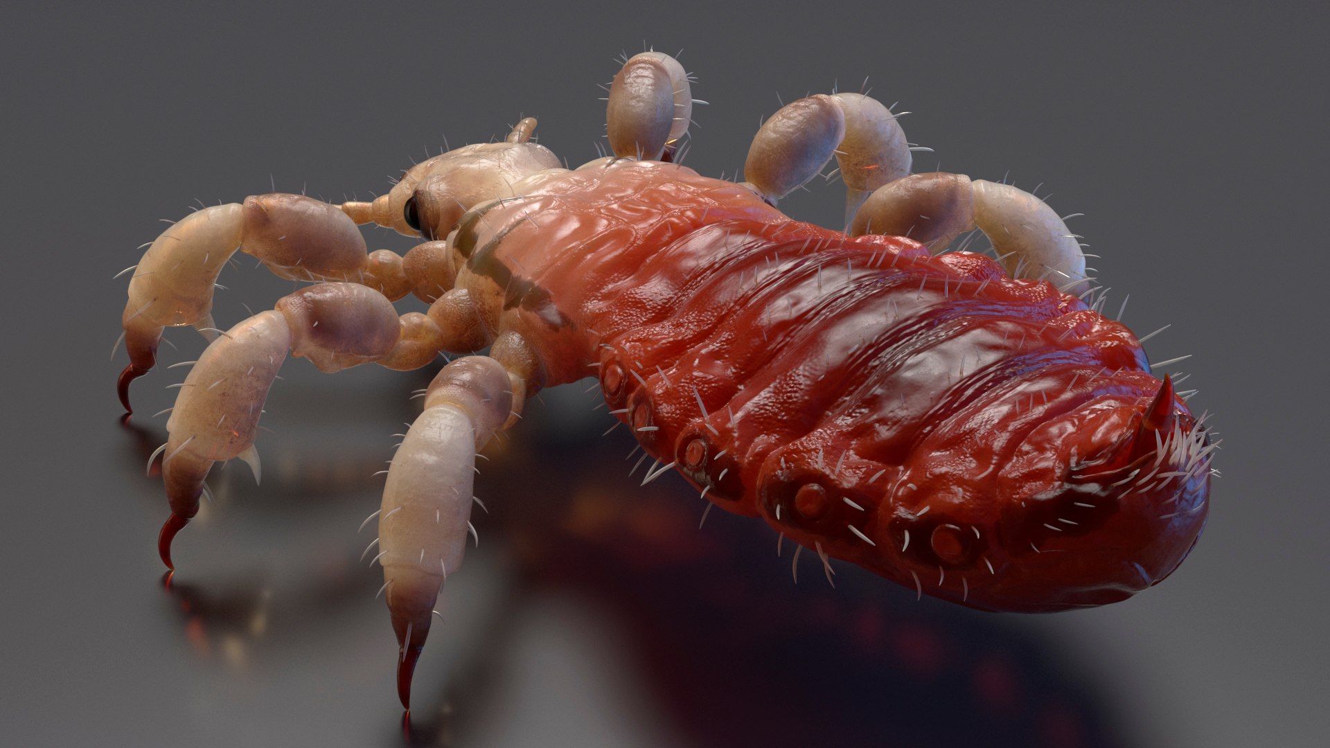 Parasitic Insect Louse With Blood Rigged For Cinema 4D 3D Model ...