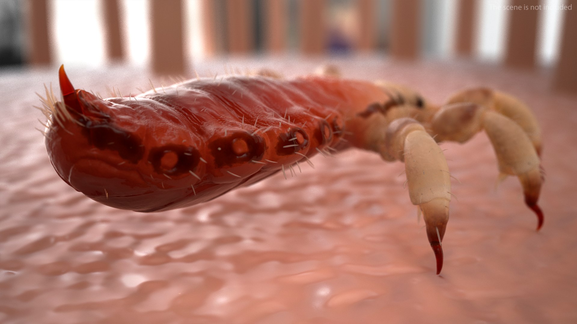 Parasitic Insect Louse With Blood Rigged For Cinema 4D 3D Model ...