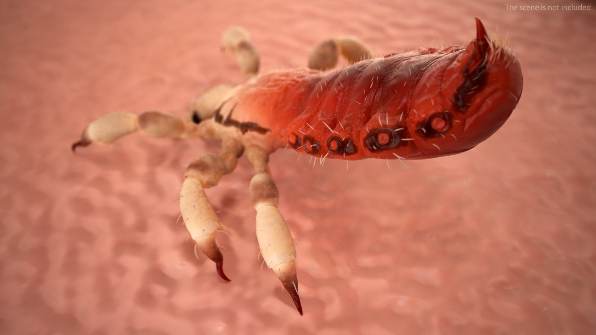 Parasitic Insect Louse With Blood Rigged For Cinema 4D 3D Model ...