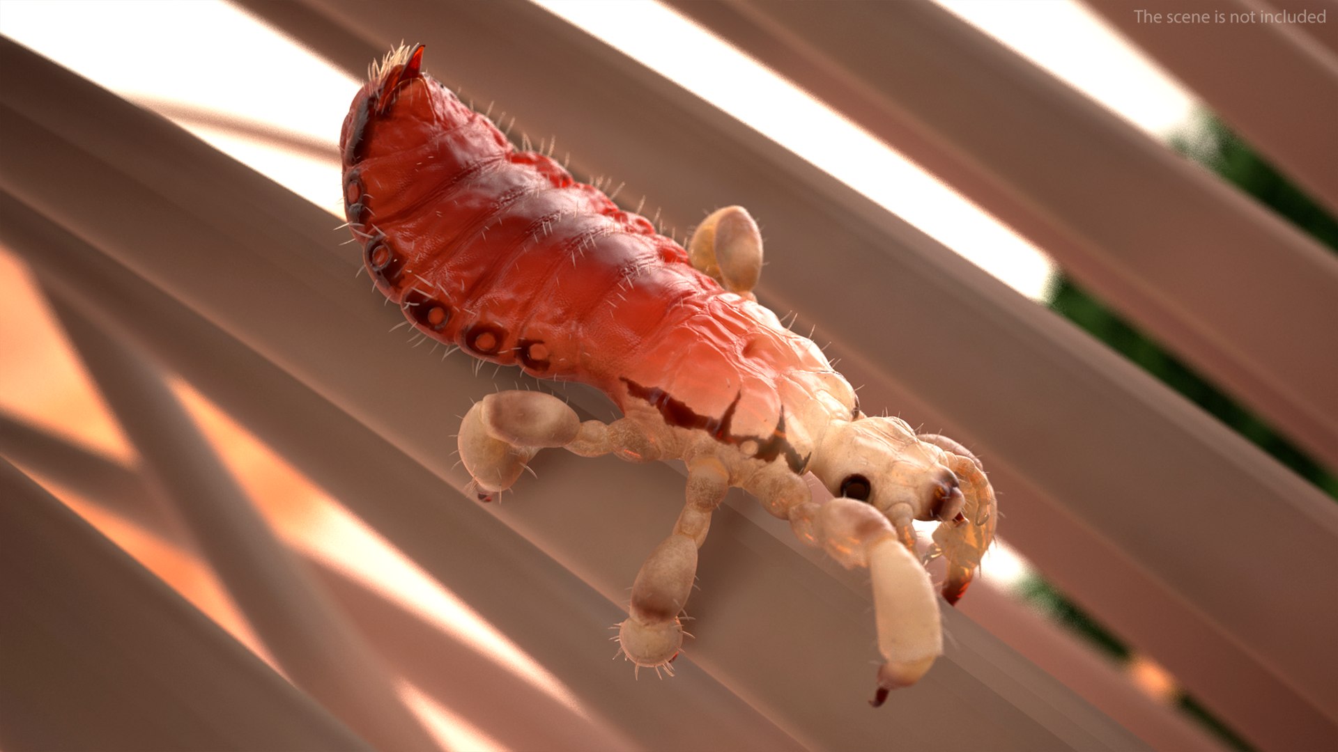 Parasitic Insect Louse With Blood Rigged For Cinema 4D 3D Model ...
