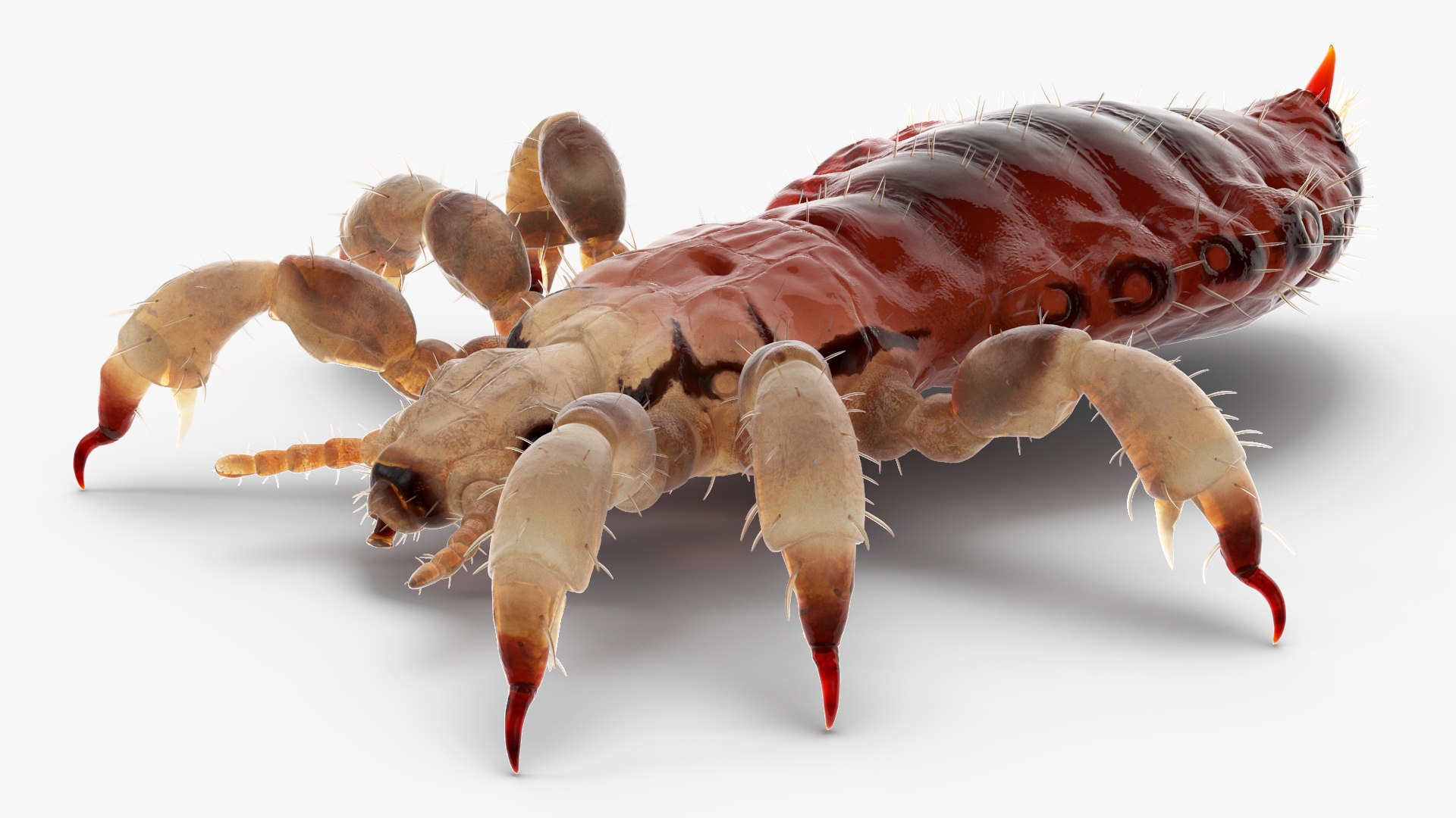 Parasitic Insect Louse With Blood Rigged For Cinema 4D 3D Model ...