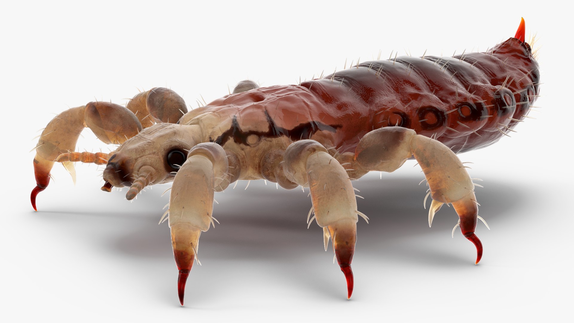 Parasitic Insect Louse With Blood Rigged For Cinema 4D 3D Model ...