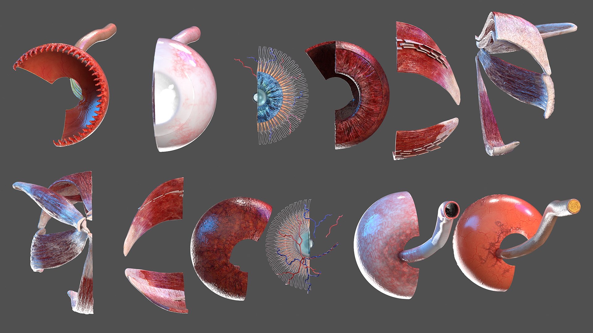 Cross-section human eye left model - TurboSquid 1513423