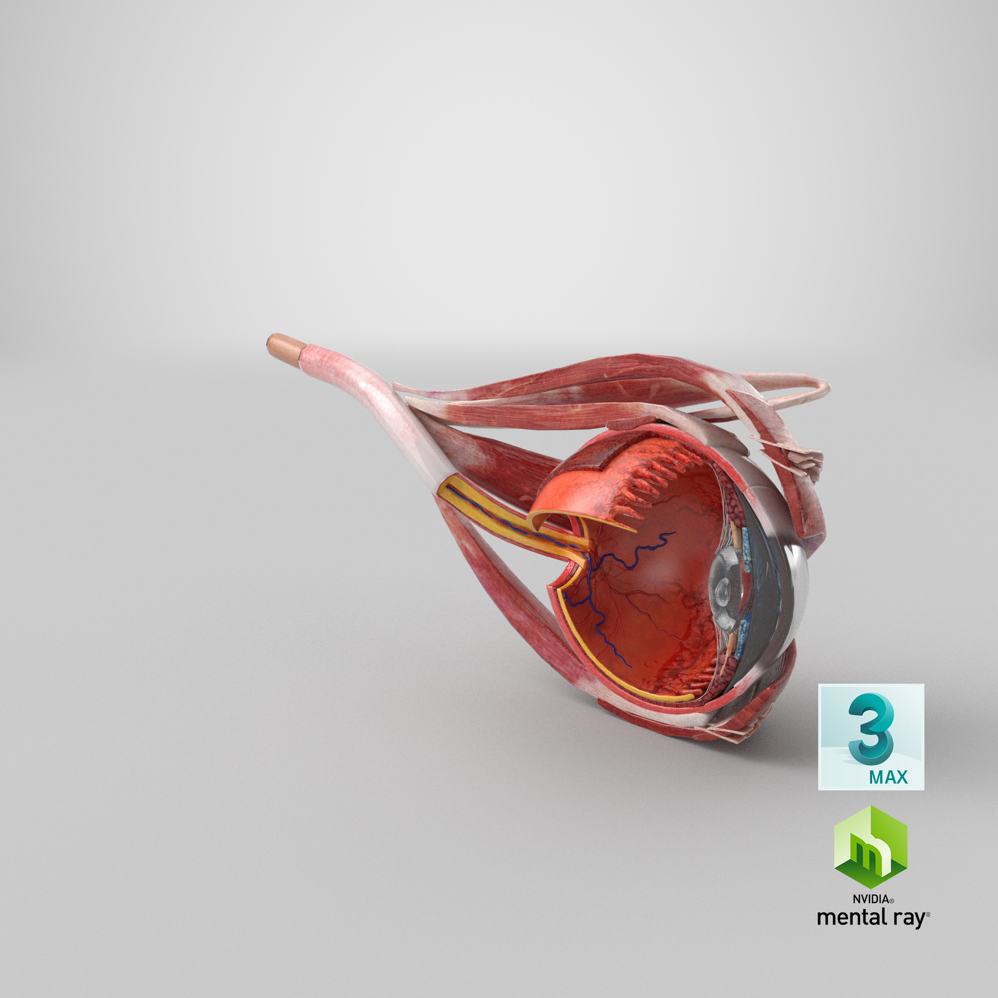 Cross-section human eye left model - TurboSquid 1513423
