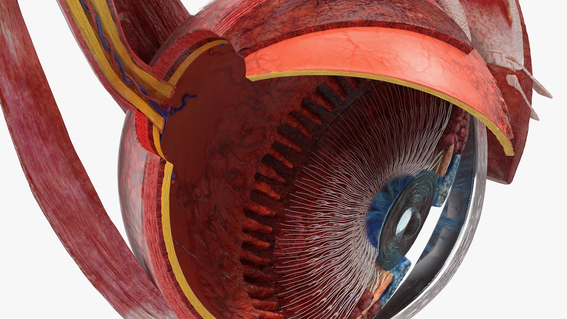 Cross-section human eye left model - TurboSquid 1513423