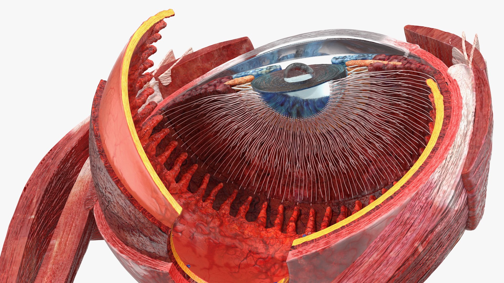 Cross-section human eye left model - TurboSquid 1513423