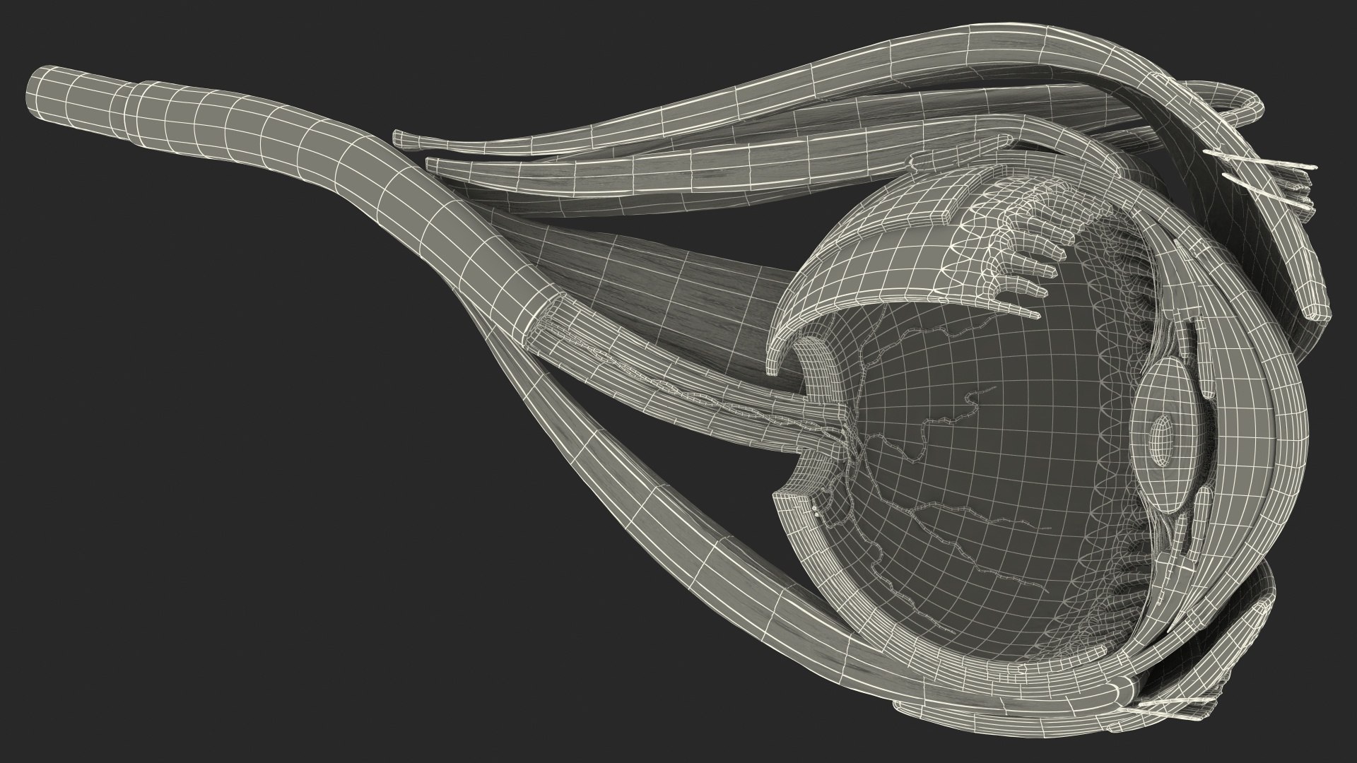 Cross-section human eye left model - TurboSquid 1513423