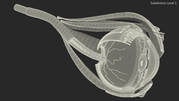 Cross-section human eye left model - TurboSquid 1513423