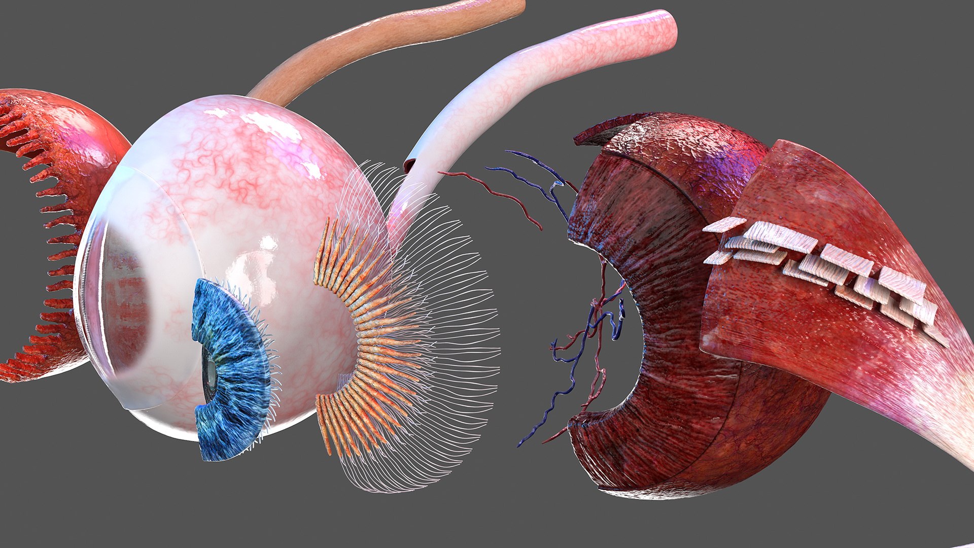 Cross-section human eye left model - TurboSquid 1513423