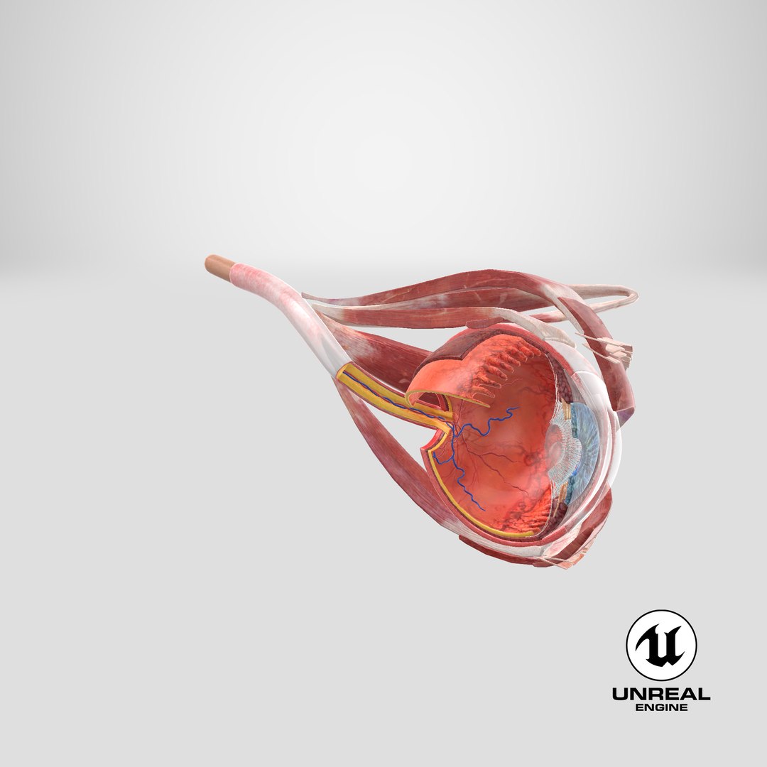 Cross-section human eye left model - TurboSquid 1513423