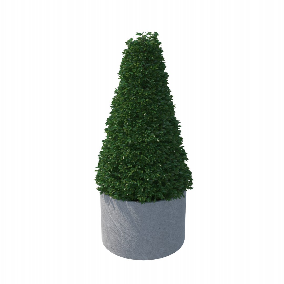 Buxus Pyramid Plant Pot 3D - TurboSquid 1489557